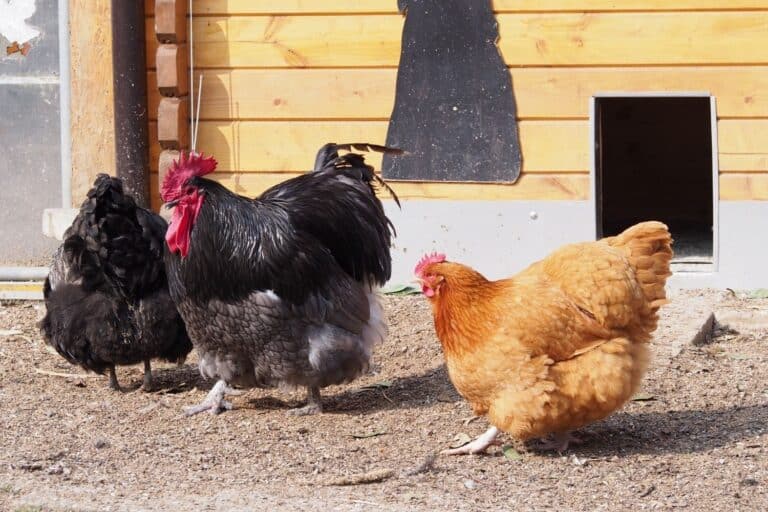 Best Chicken Coop Sizes for Any Flock Size And Backyard