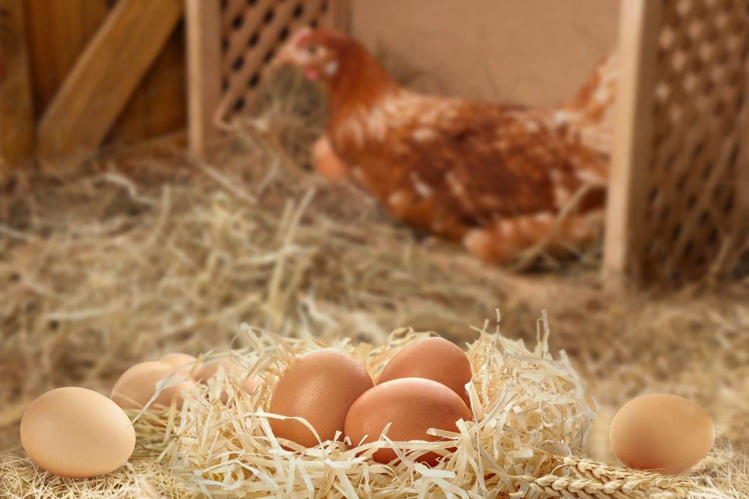 Best Chicken Coop Sizes for Any Flock Size And Backyard